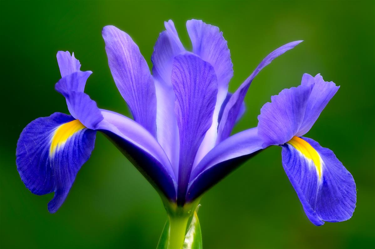 Iris Iris